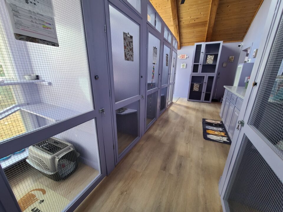 Cats – Hilltop Pet Resort